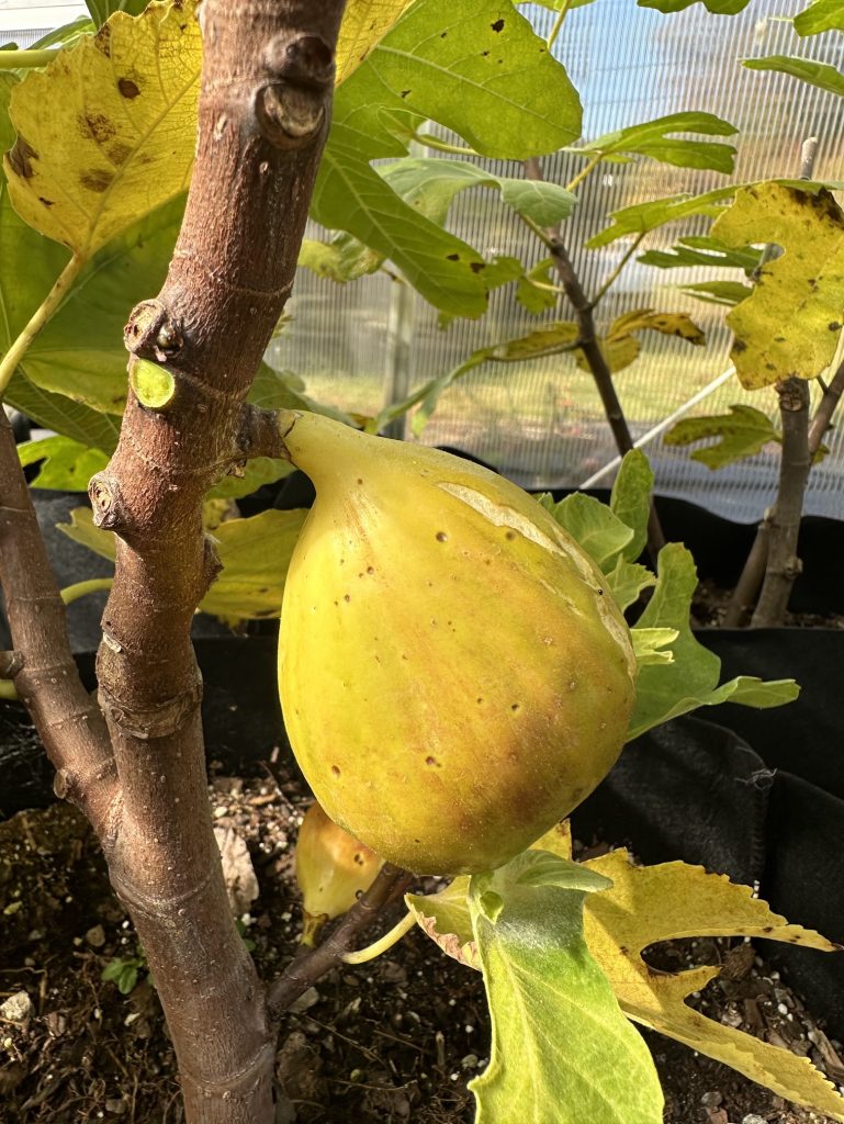 Bebera Branca (Cutting) – Govinda's Garden